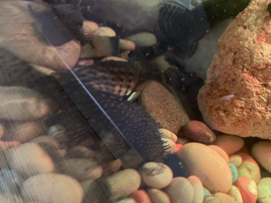 Живая рыба Сом