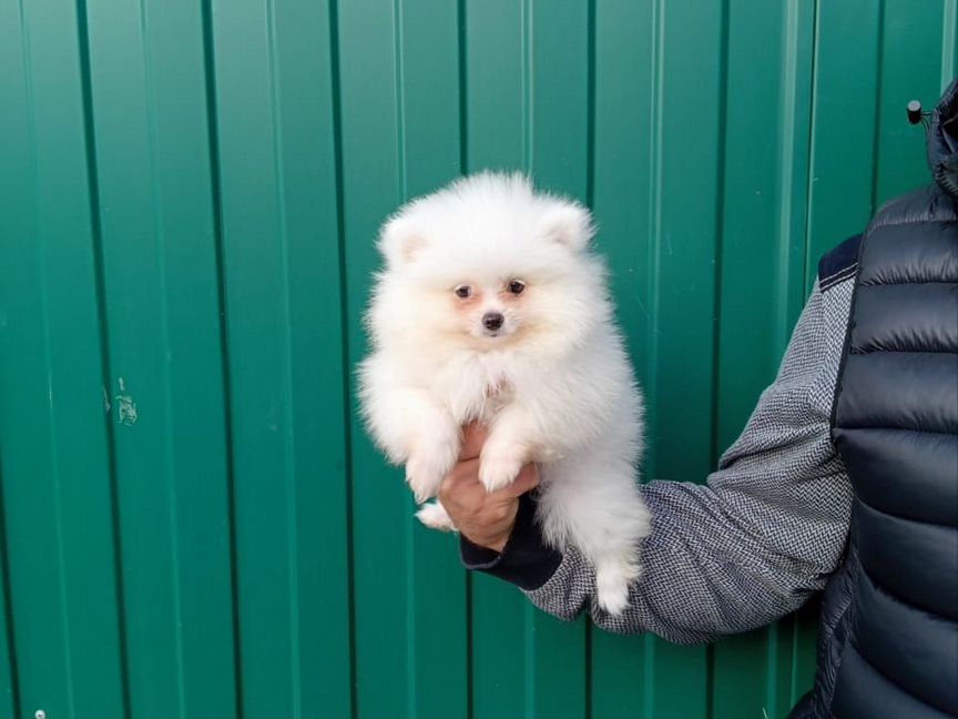 Помераниан шпицедевочка
