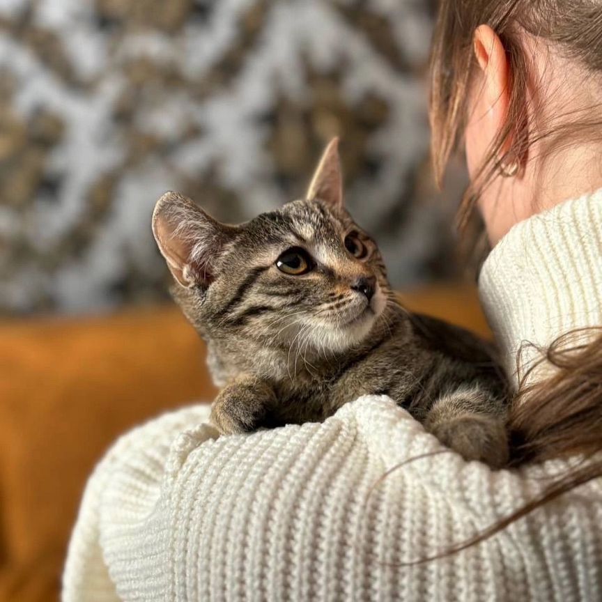 Котенок