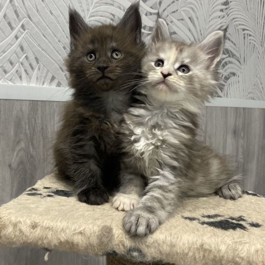 Мейн-кун котёнок