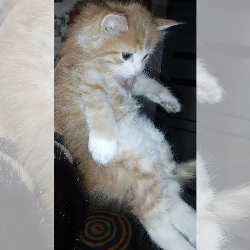 Котёнок от частного владельца