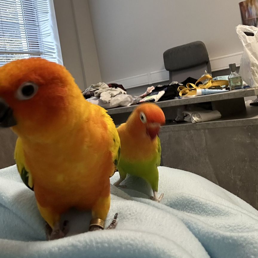 Попугай солнечный Аратинга