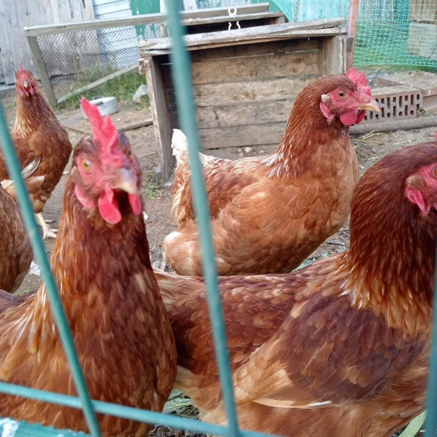 Куры несушки