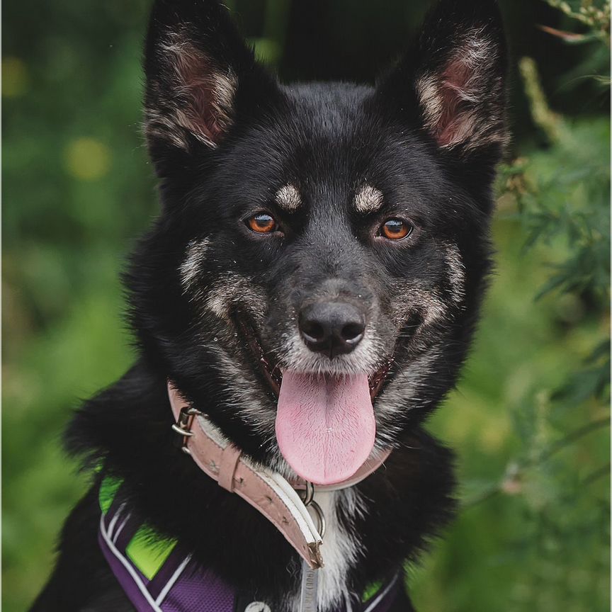 Щенок в добрые руки