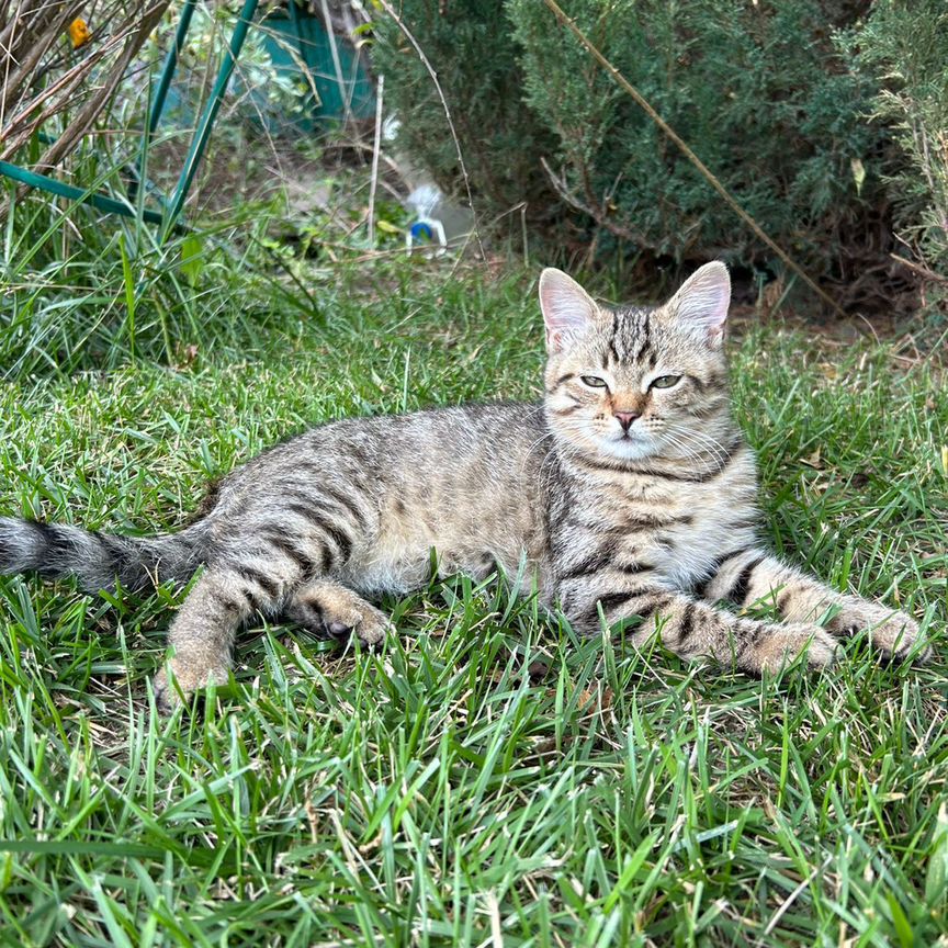 Отдам кота в добрые руки