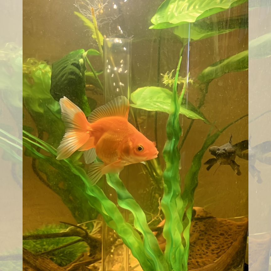 Золотая рыбка вуалехвост