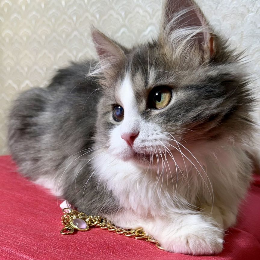 Сибирский котёнок