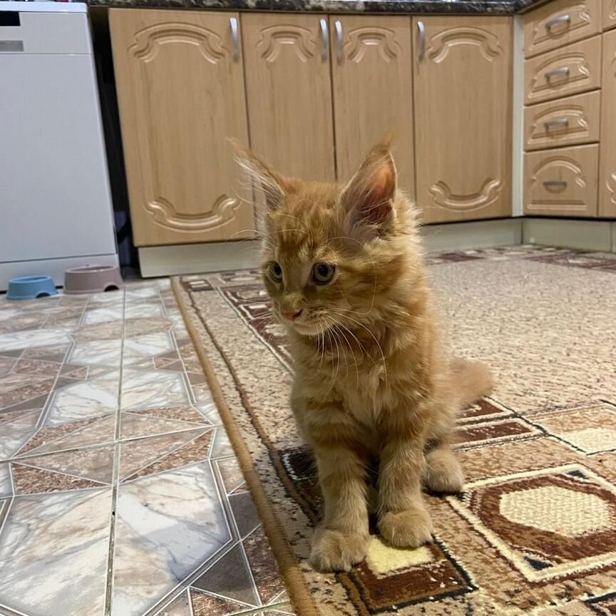 Котята мейн-кун рыжие