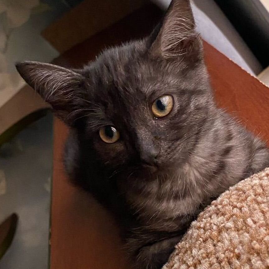 Котенок в добрые руки