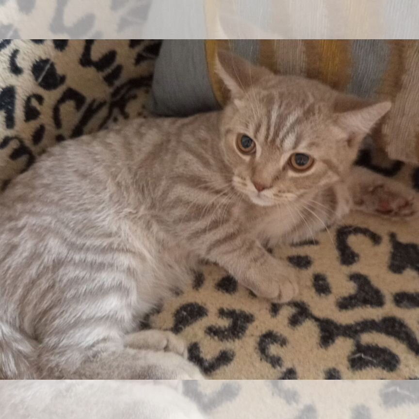 Отдам котенка в добрые руки, британец,пишите