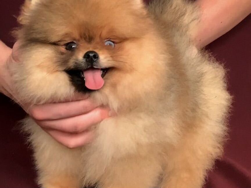 Голубоглазый принц. Померанский шпиц