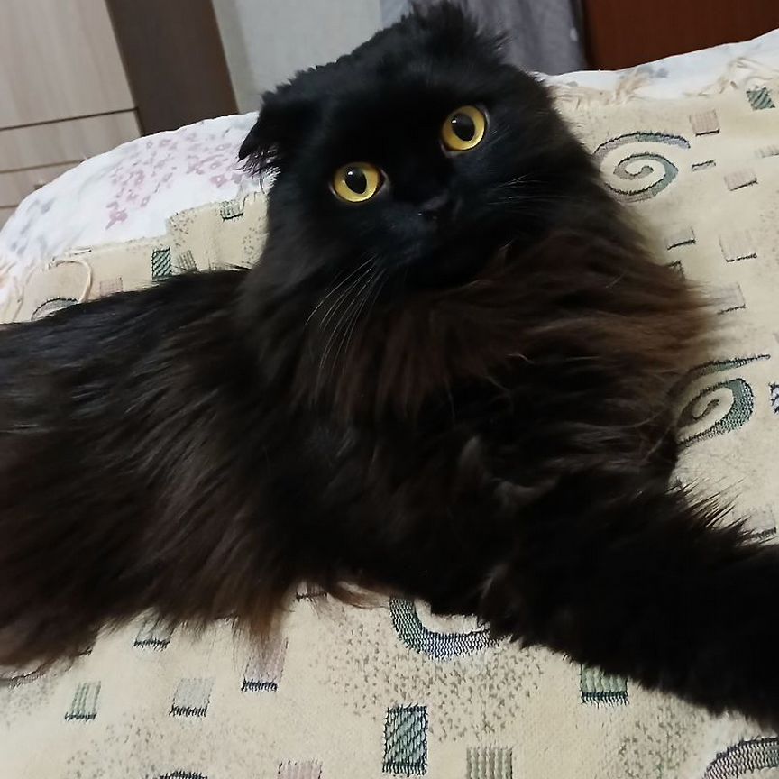 Шотландский вислоухий длинношёрстный, взрослый кот