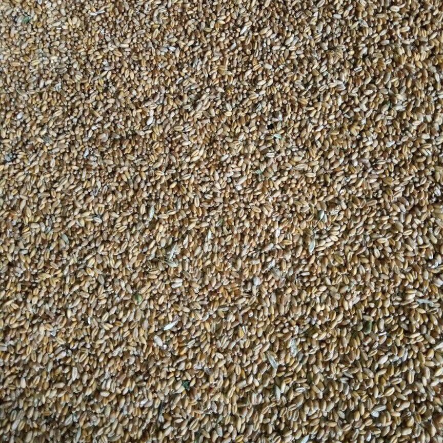 Продается зерно - пшеница 4 класс