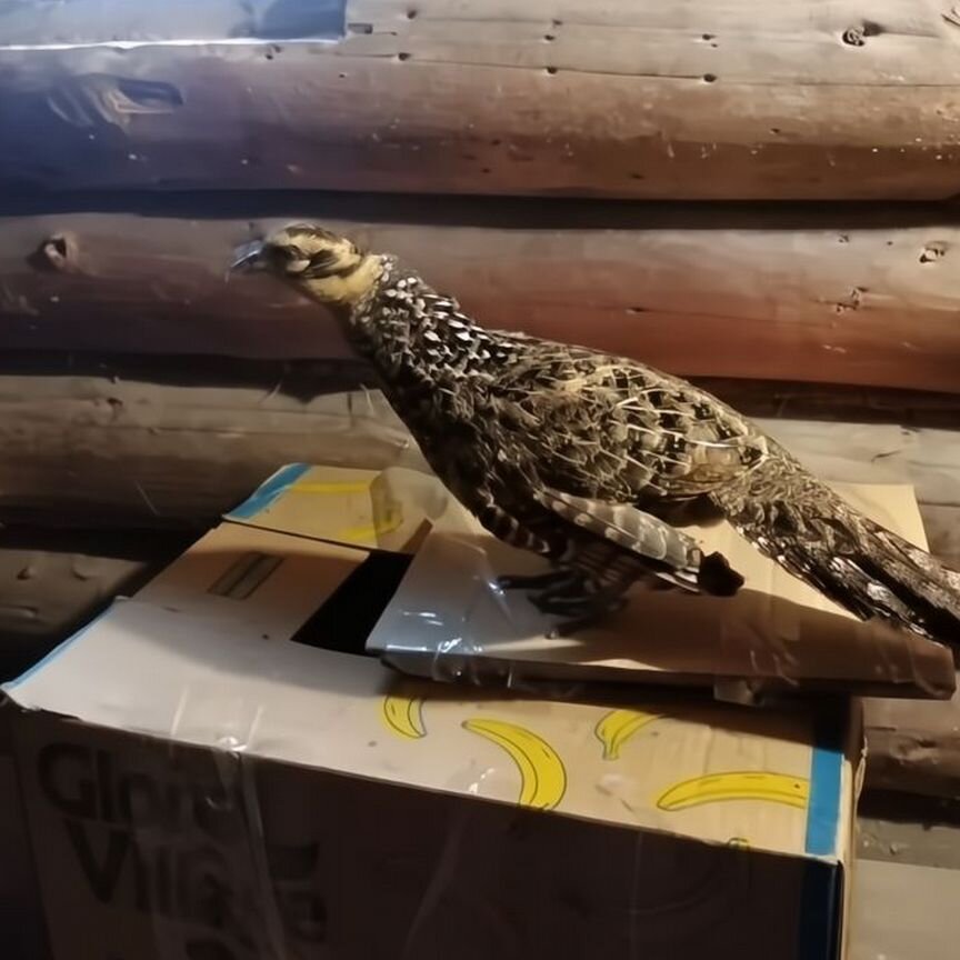 Королевский фазан