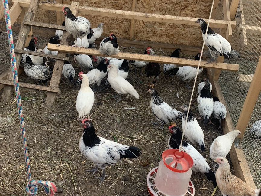 Инкубационное яйцо