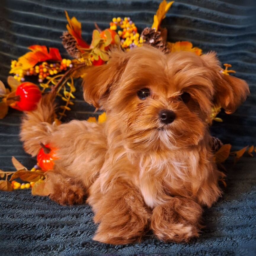 Мальтипу, щенок