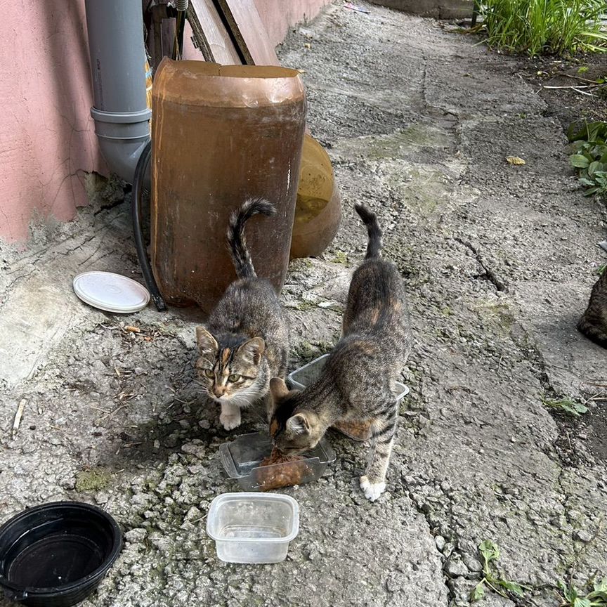 Великолепные котятки