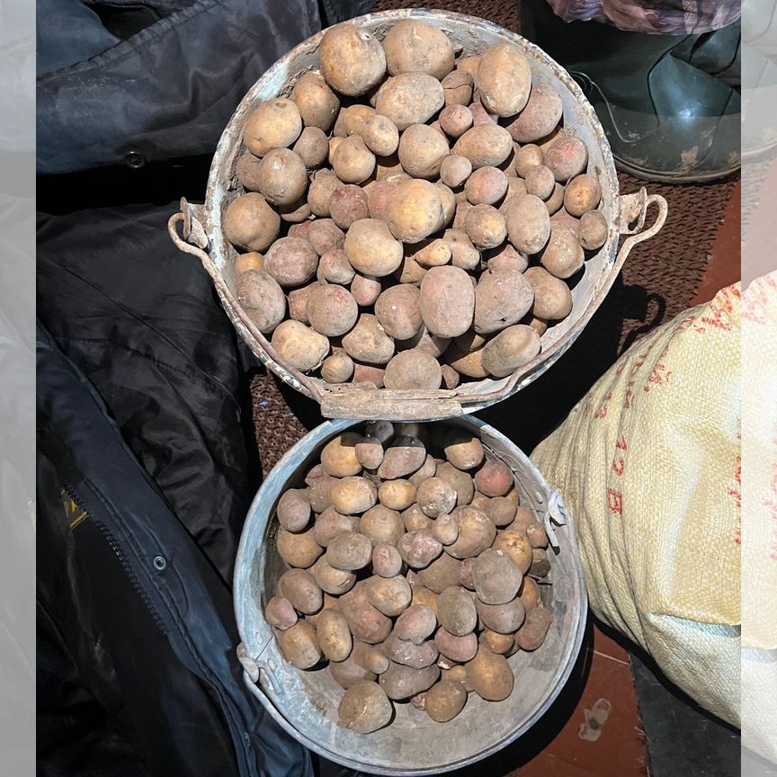 Картофель мелкий на корм скоту