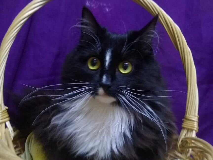 Котенок подросток 9 месяцев