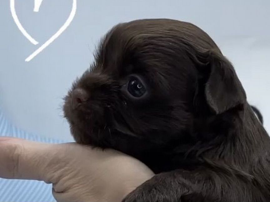 Мальчик шоколадного йорка