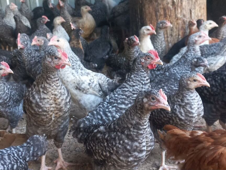 Цыплята подрощенные