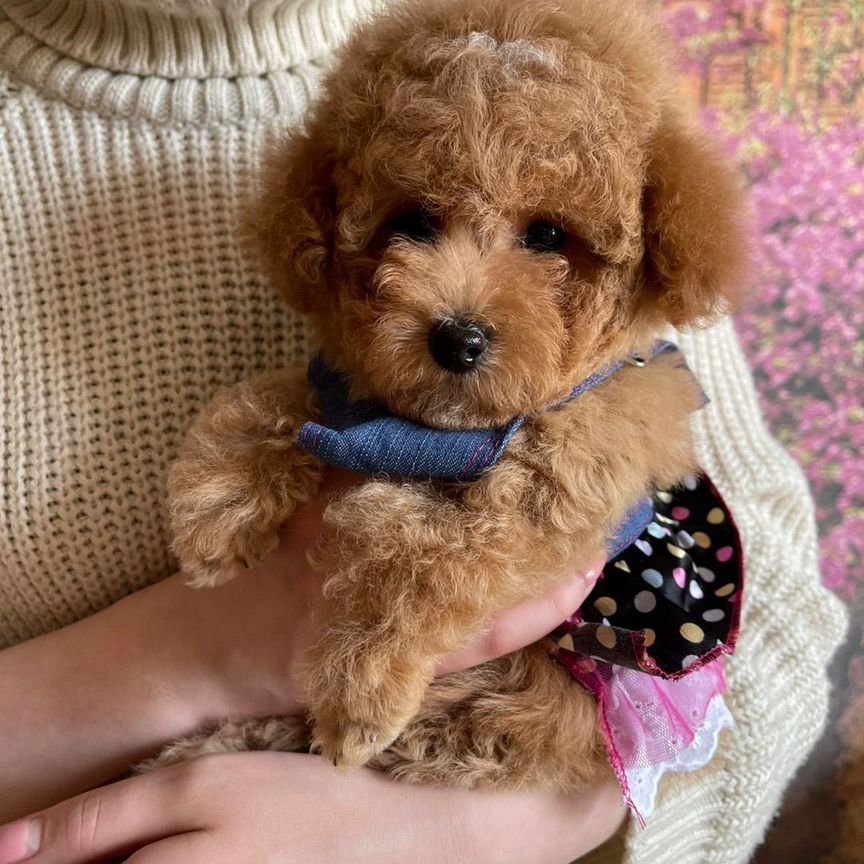 Щенки мальтипу f1 мини девочка