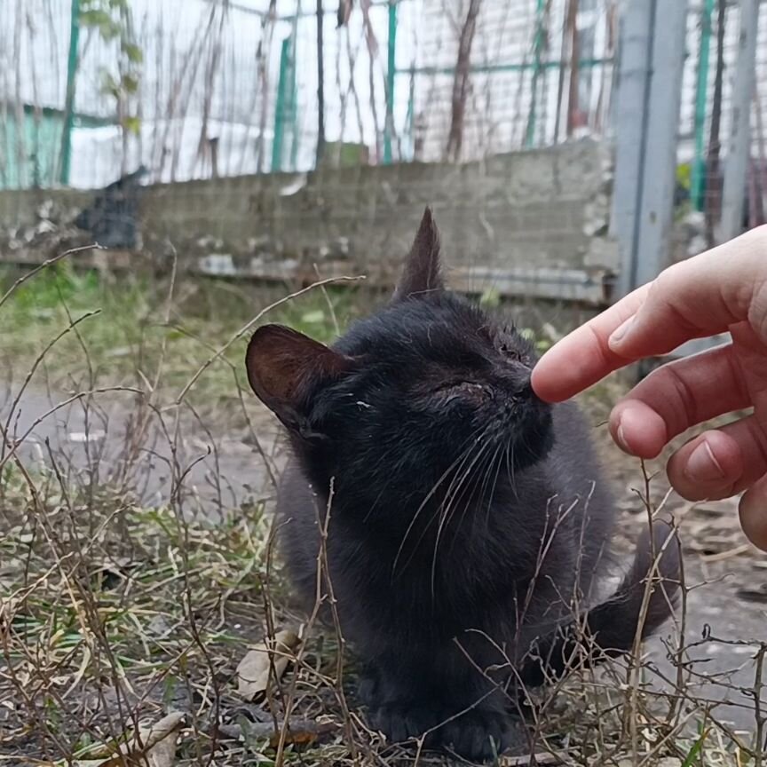 Чëрно коричневый кот ищет дом
