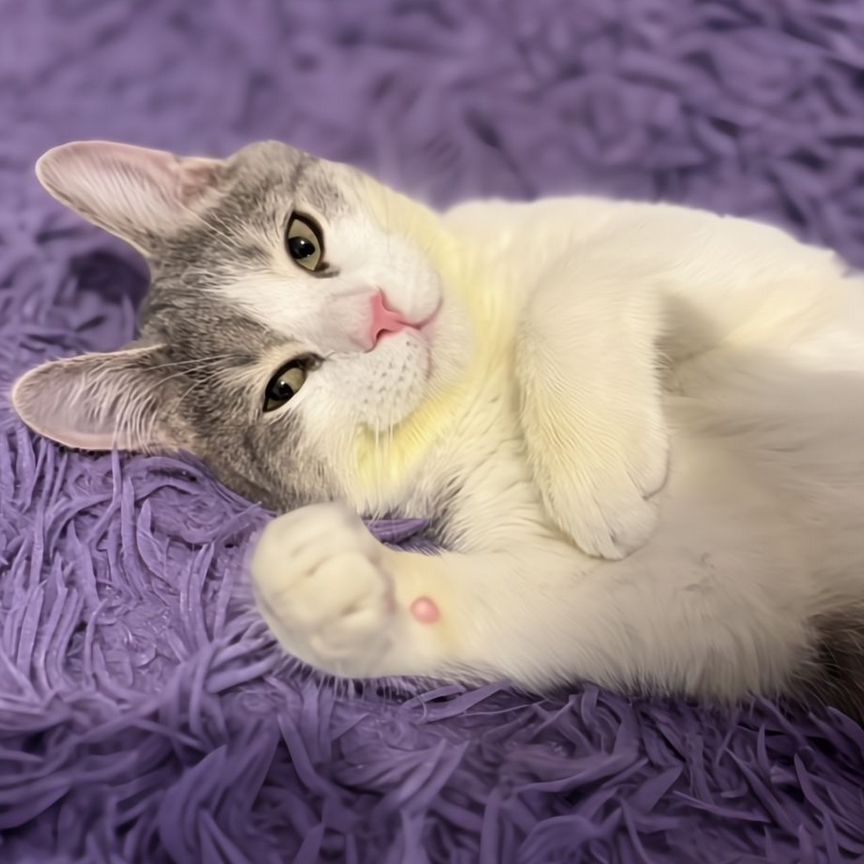 Котёнок в добрые руки