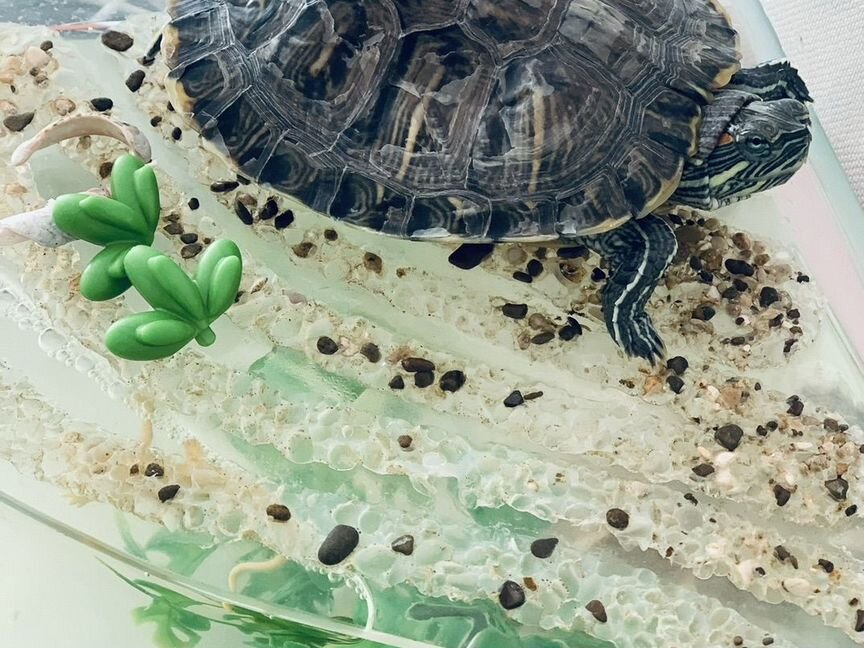 Черепаха с аквариумом