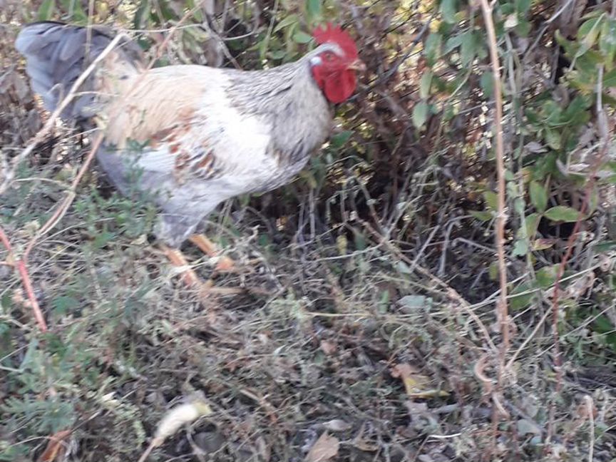 Молодые петухи