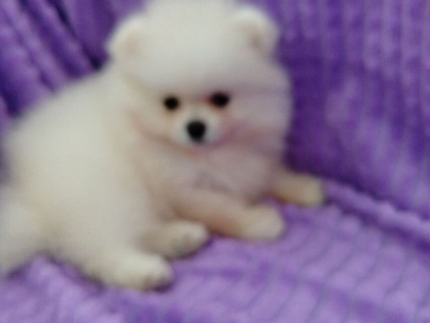 Крутые пацаны шпицы