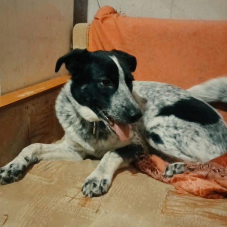 Пристраивается собачка