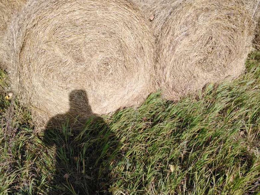 Солома/овсюг с травой