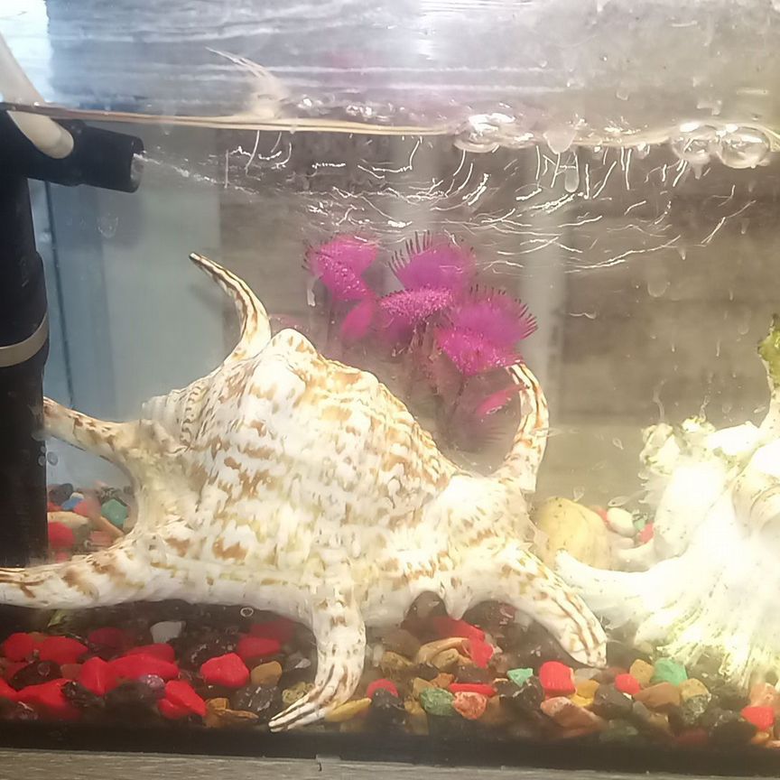 Аквариум с фильтром и сомиком