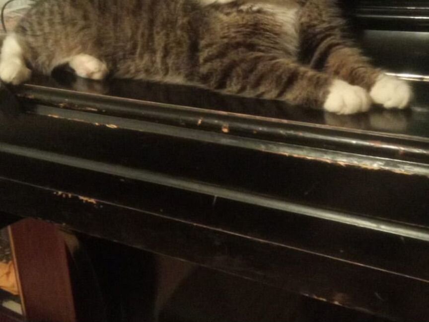 Кот Баюн