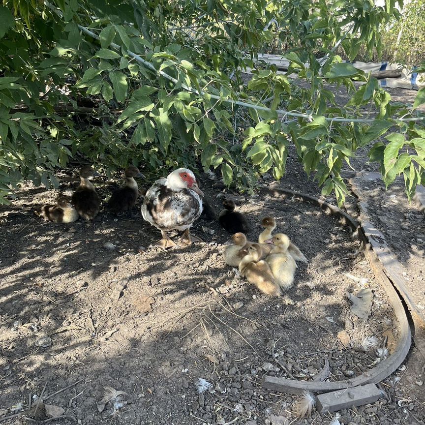 Продам цыплят индоутки