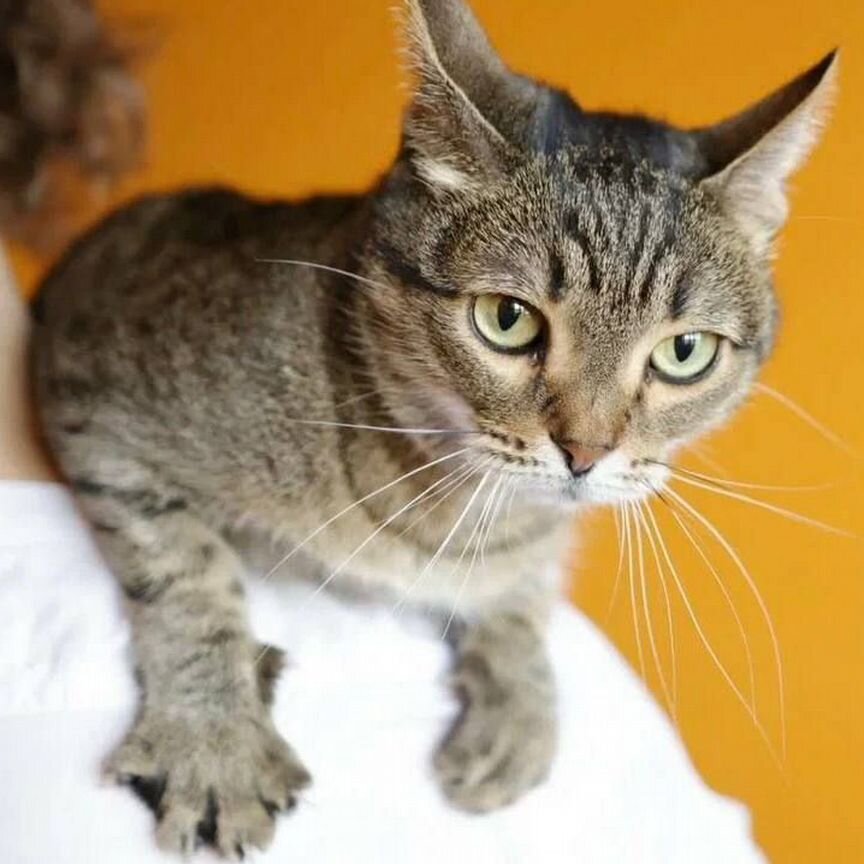 Взрослая кошка в добрые руки