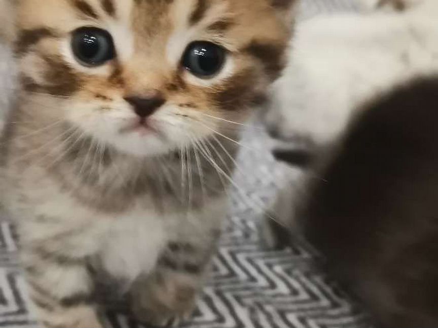 Британские вислоухие котята