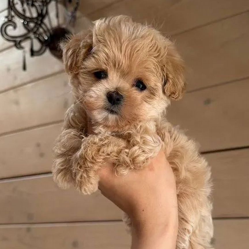 Мальтипу, щенок