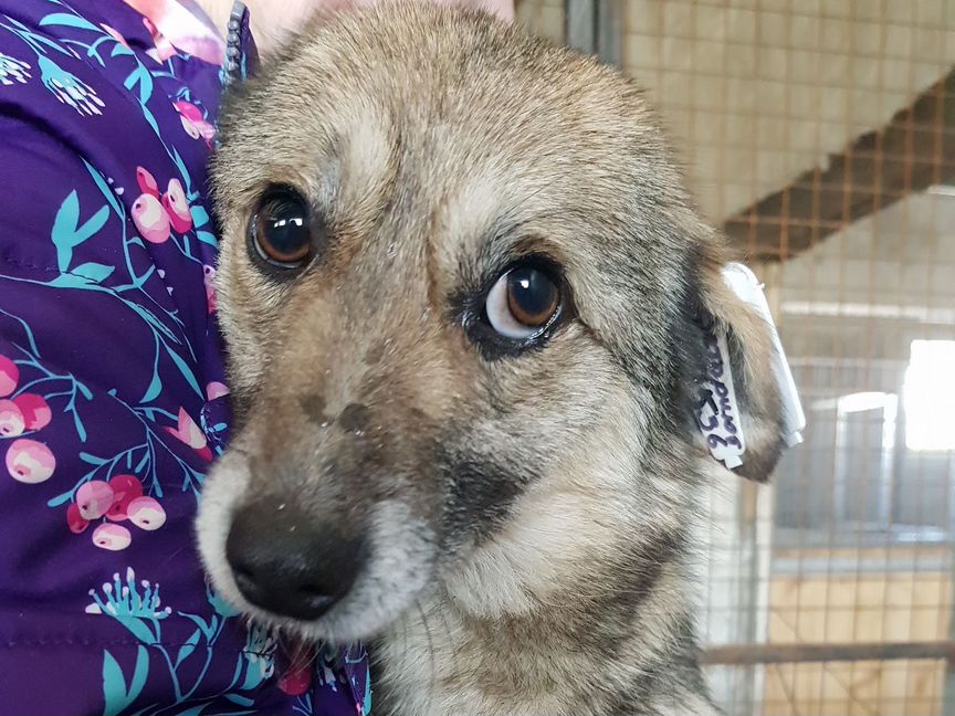 Малышка совсем несколько дней на пристрой