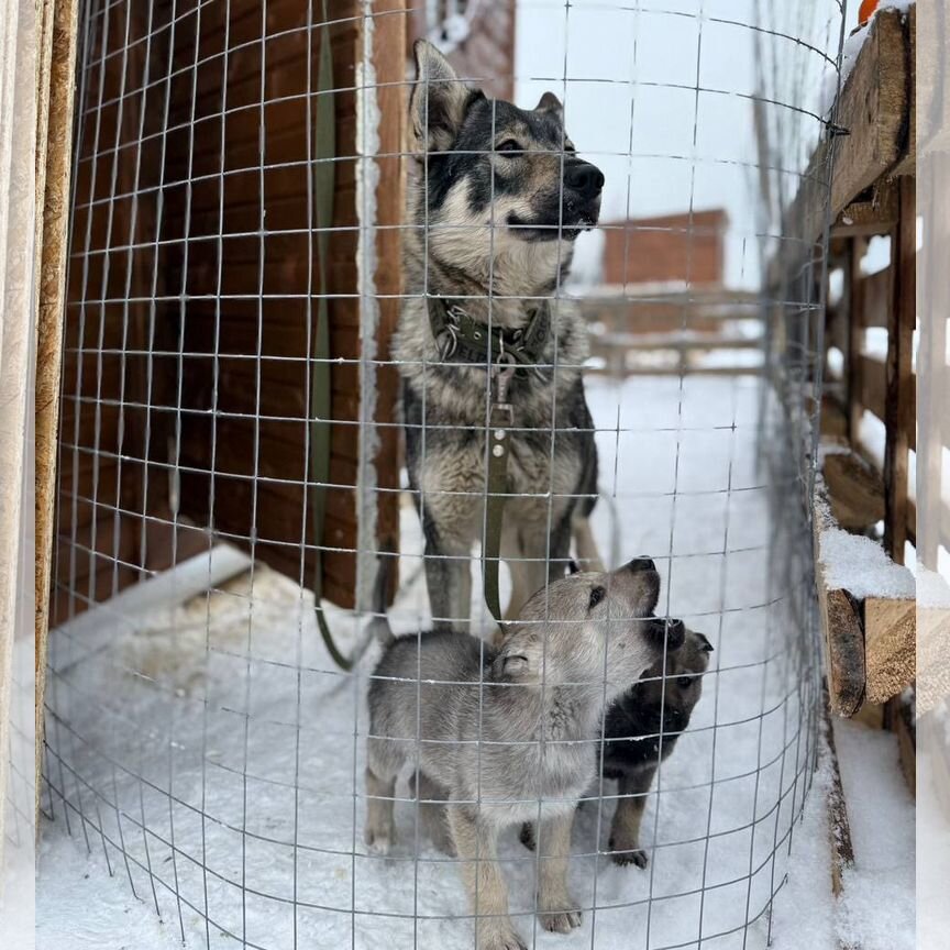 Щенок в добрые руки