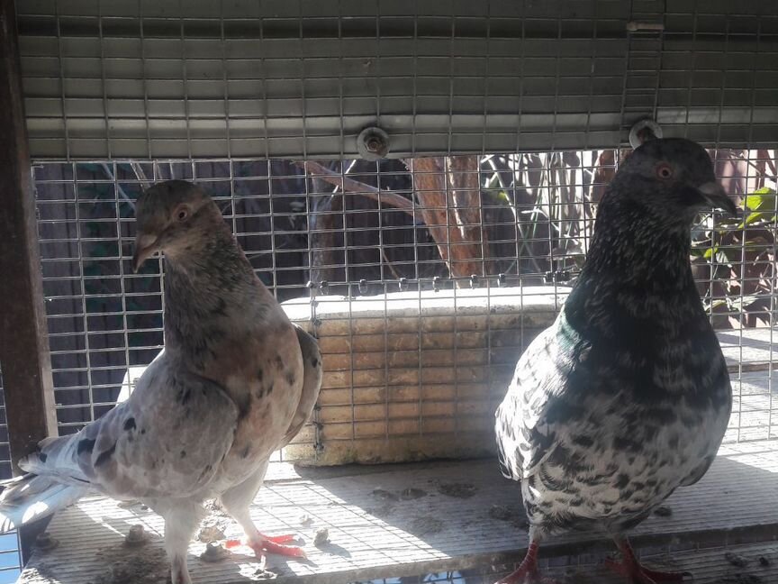 Голуби мраморные