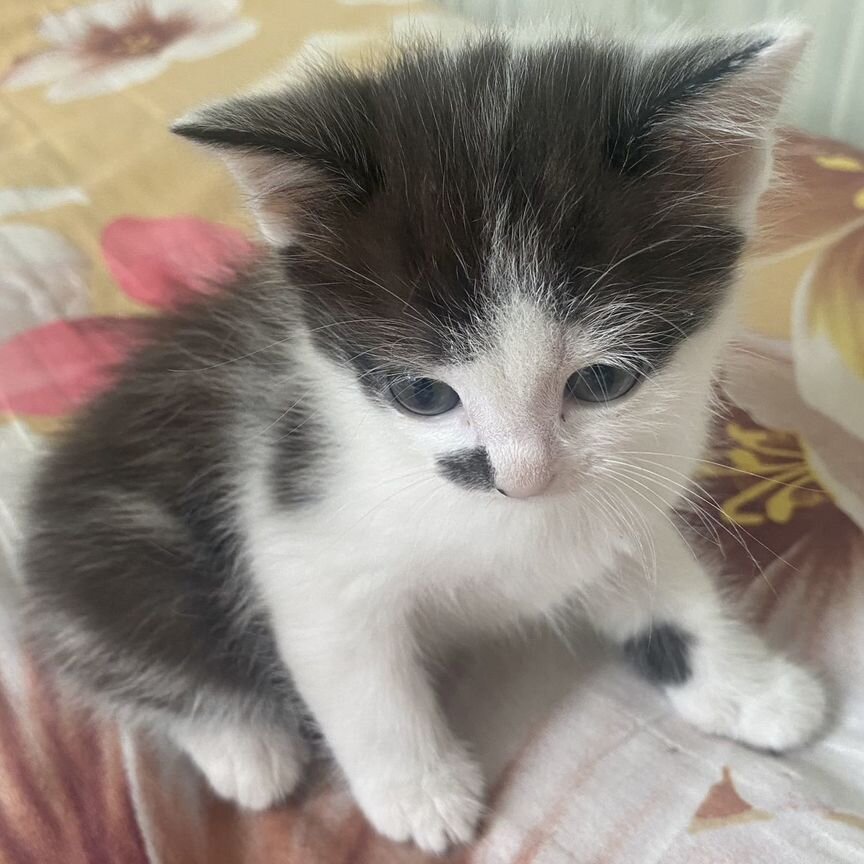 Котенок мальчик бесплатно