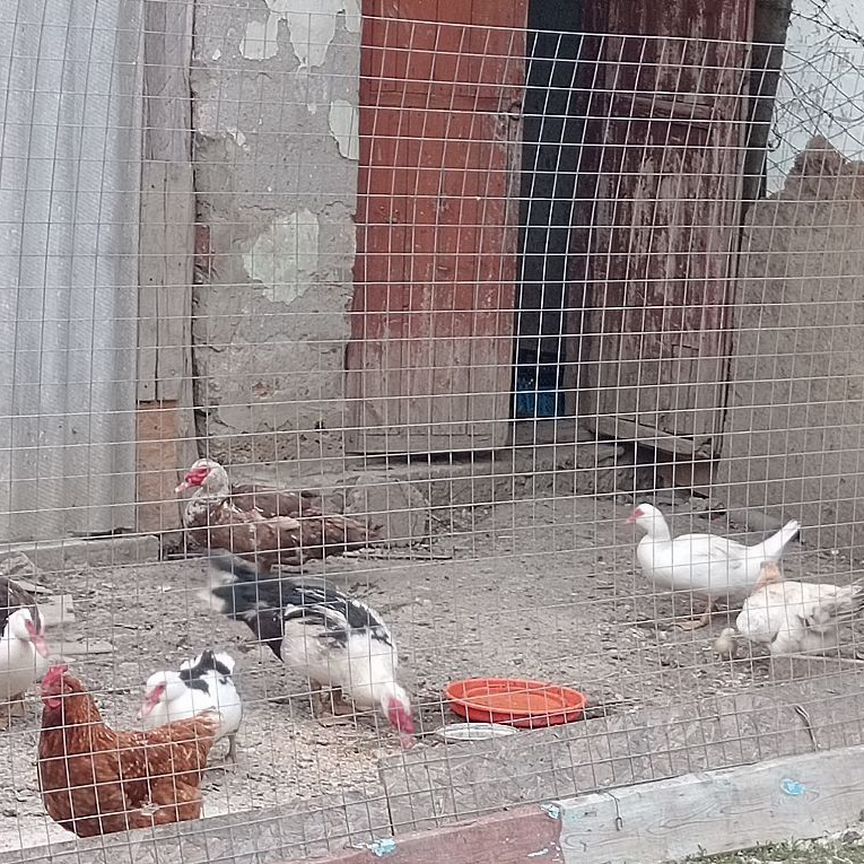 Продам индоуток