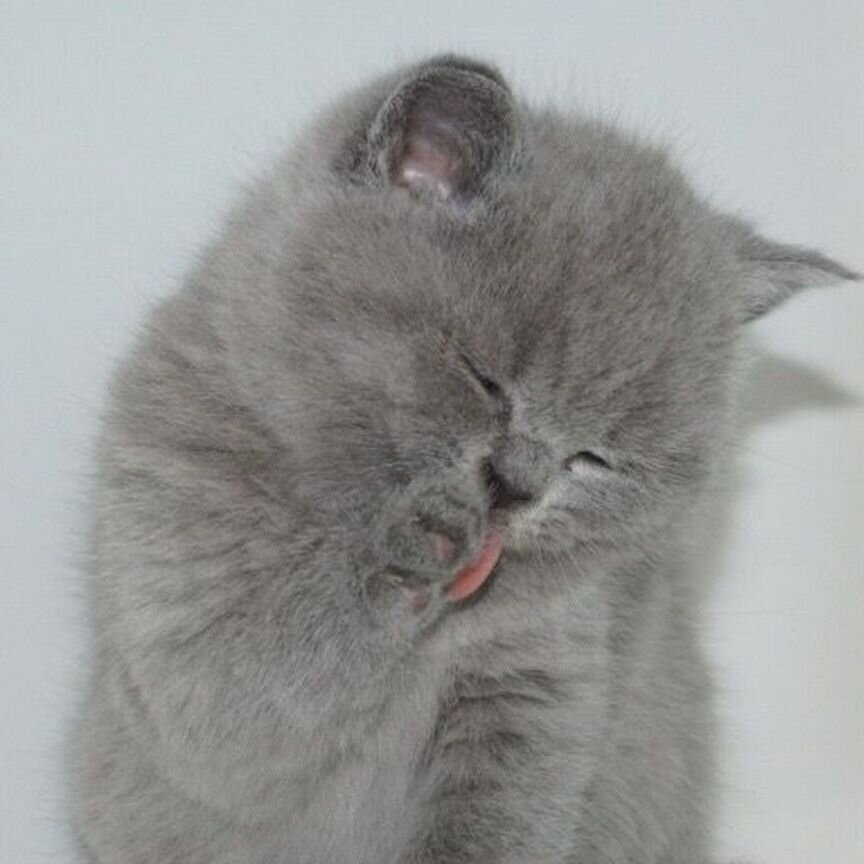 Британский короткошёрстный котёнок