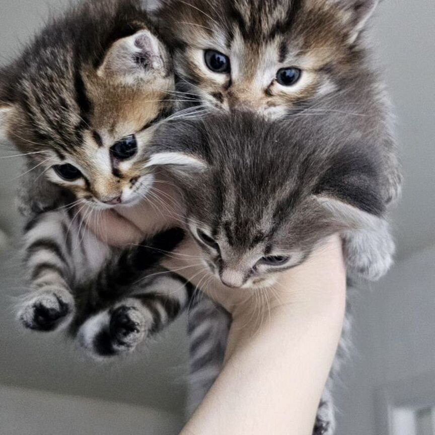 Кошачьи детки