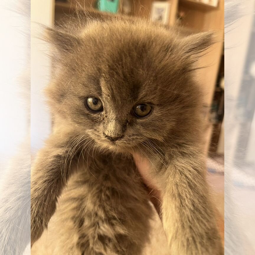 Британские котята