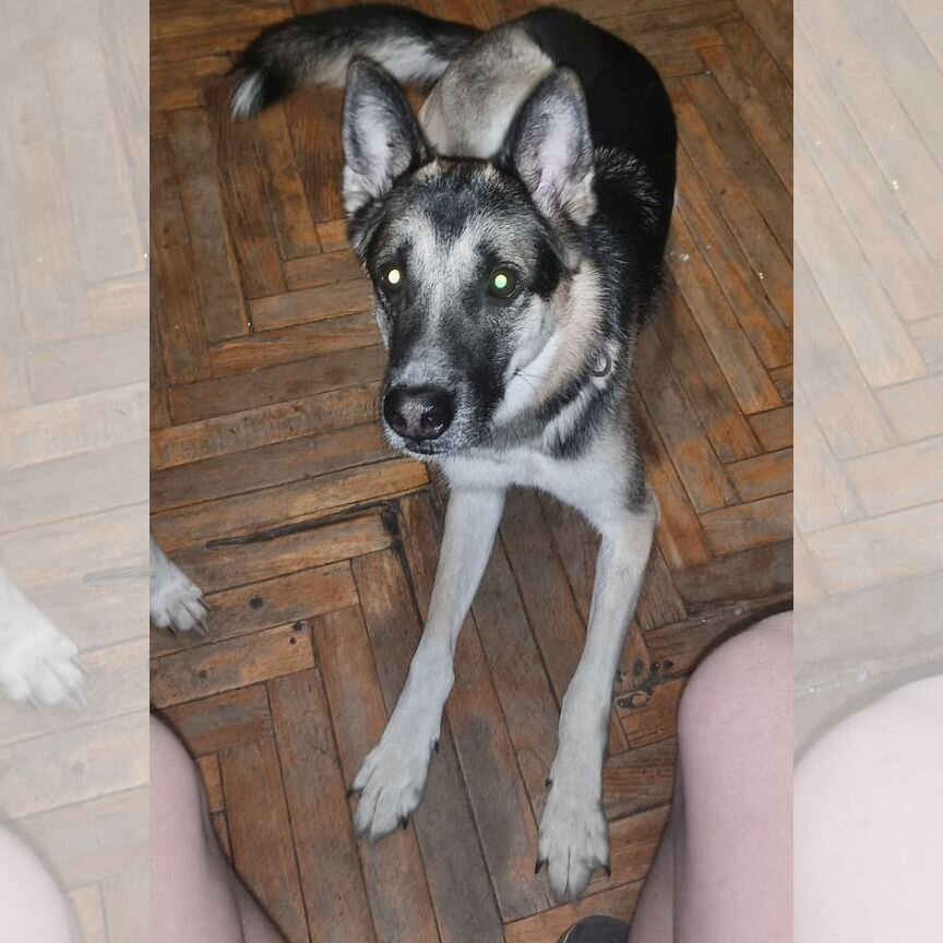 Немецкая овчарка, взрослый пёс