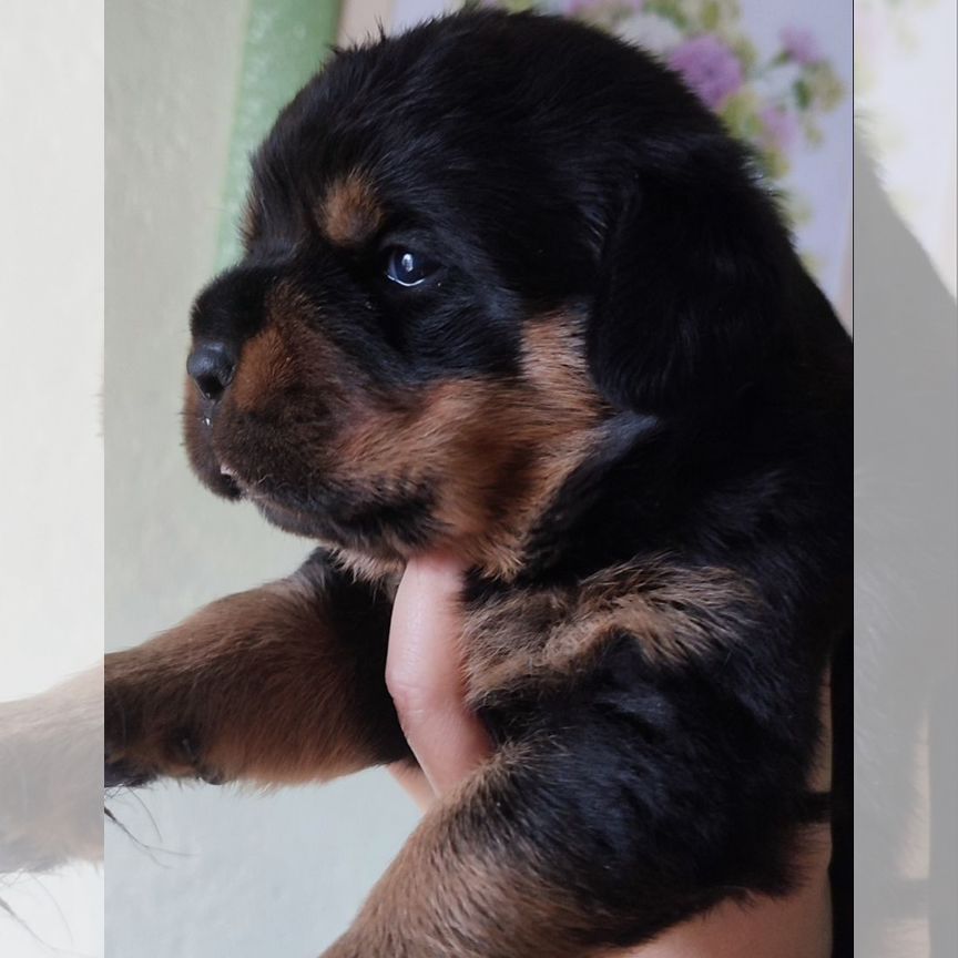 Ротвейлер, щенок