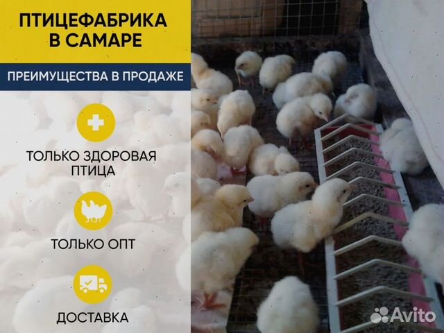 Цыплята оптом. От 500шт Доставка г.самара